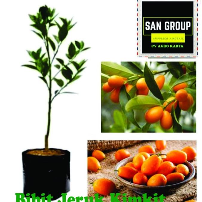 Jual joss HARGA PROMO Bibit Tanaman Pohon Jeruk Kimkit Nagami Kumkuat ...