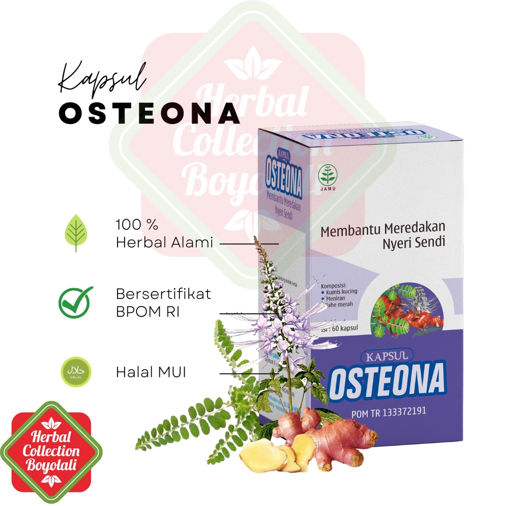 Jual kapsul osteona isi 60 kapsul Obat herbal alami untuk osteoporosis ...