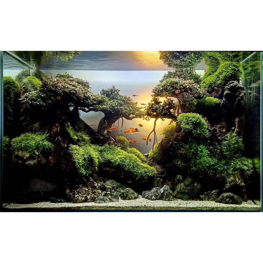 Jual Nickz aquascape bonsai sunset 60 cm fullset | Shopee Indonesia