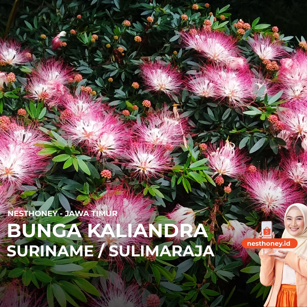 Jual Bibit Bunga Kaliandra Sulimaraja / Kaliandra Suriname untuk ...