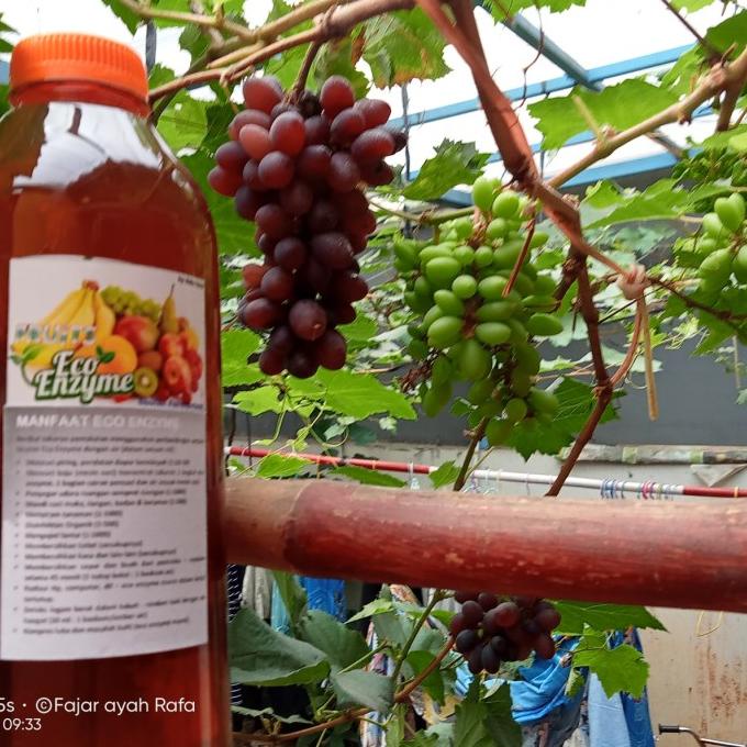 Jual Eco Enzyme Fertilizer (pupuk organik serba guna) | Shopee Indonesia