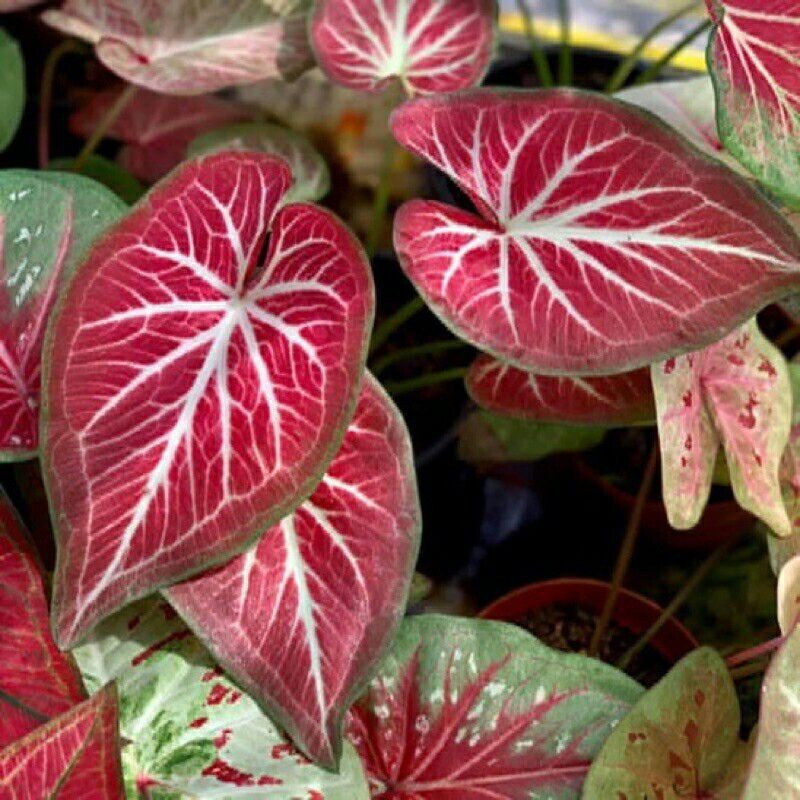 Jual Tanaman Hias Caladium/Tanaman Rich Of Thai/Tanaman Murah Ceriah ...