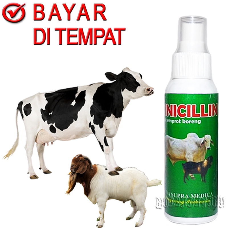 Jual PINICILLIN SPRAY OBAT KORENG SCABIES JAMUR SAPI KAMBING KERBAU ...
