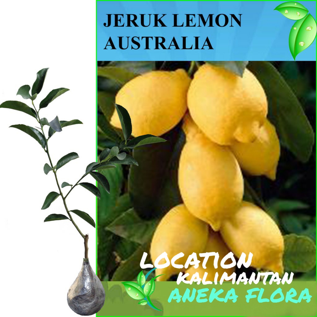 Jual bibit jeruk lemon australia (70-80cm) | Shopee Indonesia