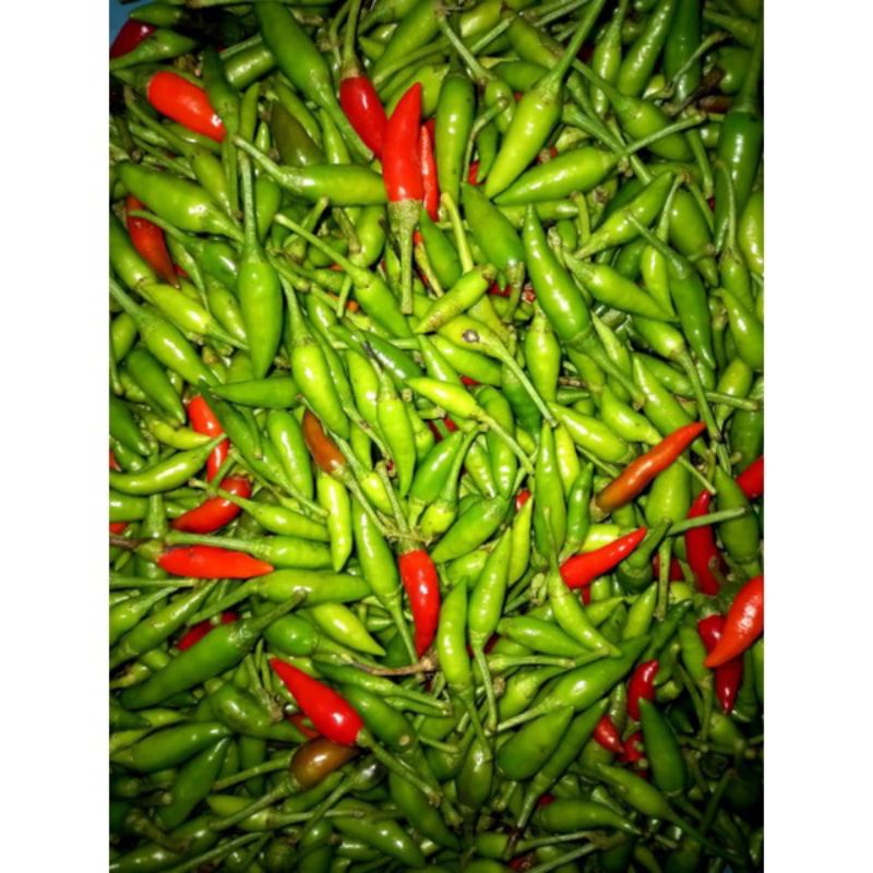 Jual CABE RAWIT HIJAU KECIL 1kg | Shopee Indonesia
