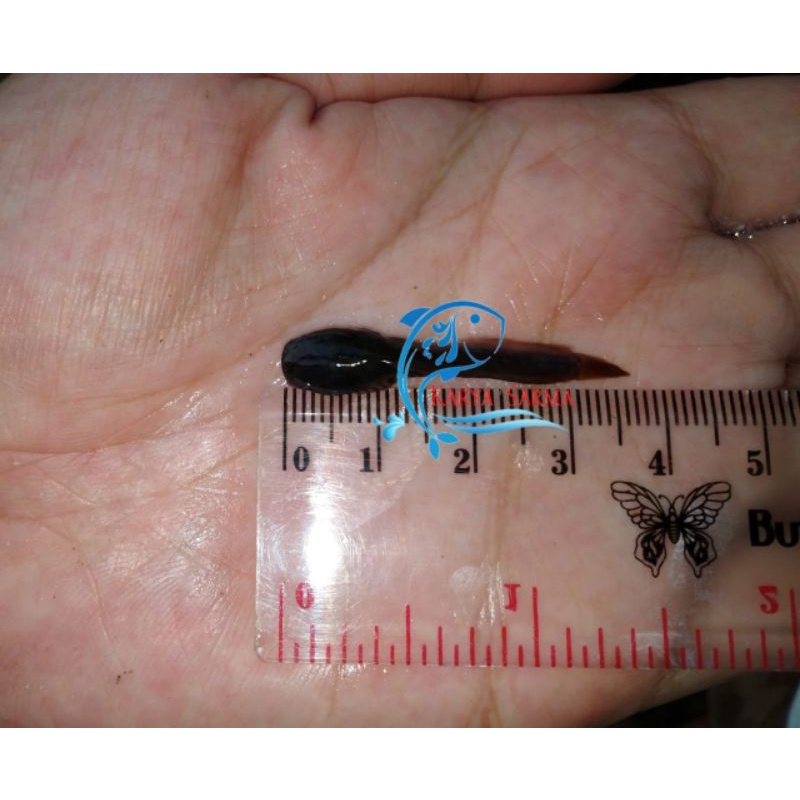 Jual Bibit Ikan Lele ukuran ± 3 - 5 cm / Benih Ikan Lele ± 3 - 5 cm ...