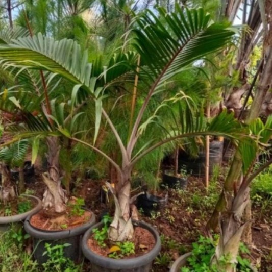 Jual Showering Pohon Palm Botol 1 Meter | Shopee Indonesia