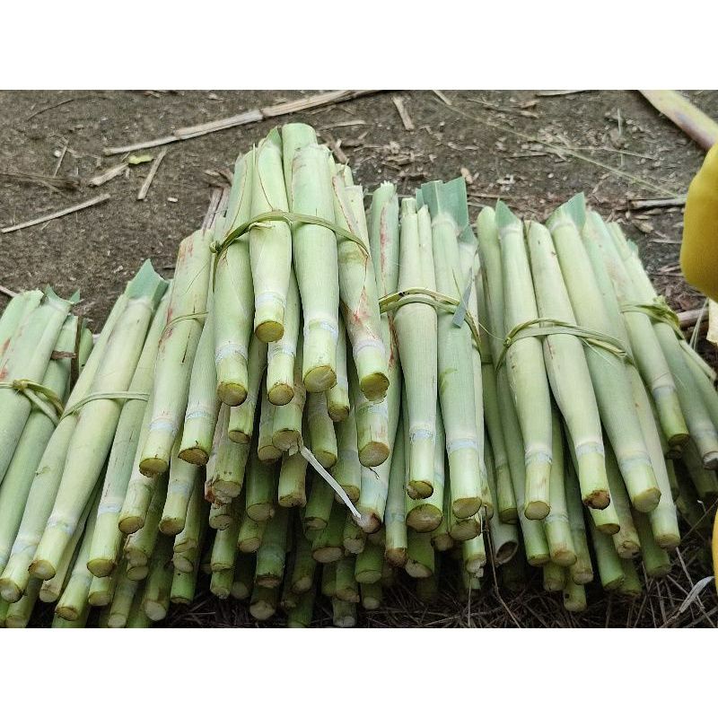 Jual terubuk / telor pohon tebu maknyos 1kg | Shopee Indonesia