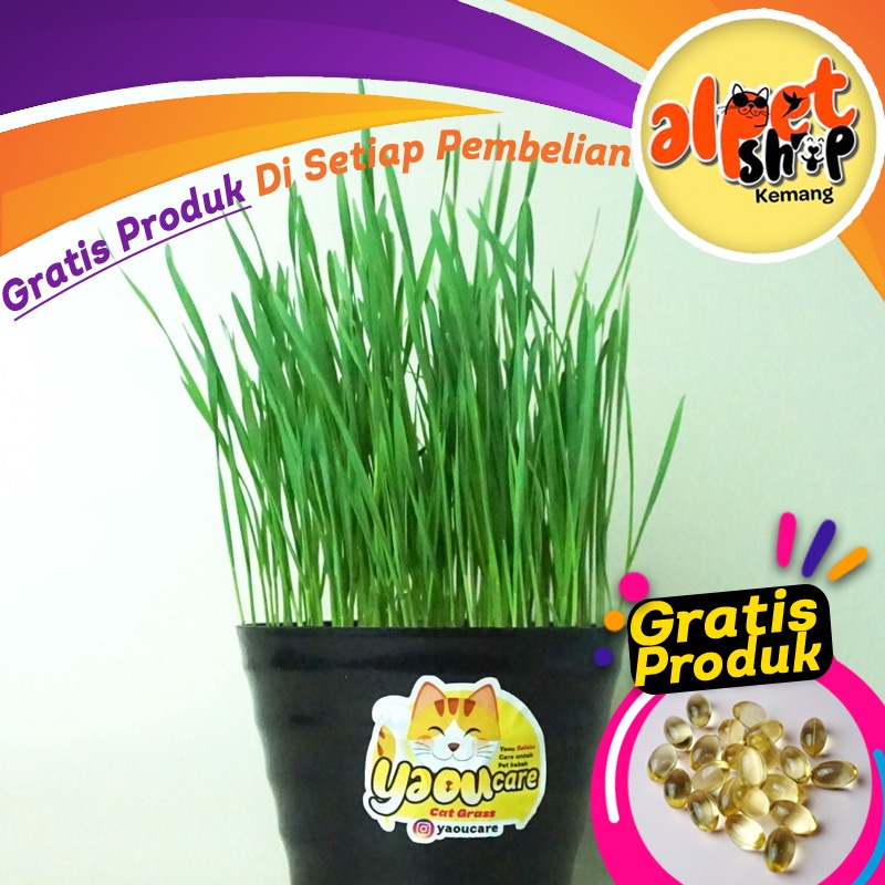 Jual Rumput Kucing Siap Makan Full Organic YAOUCARE Rumput Gandum ...