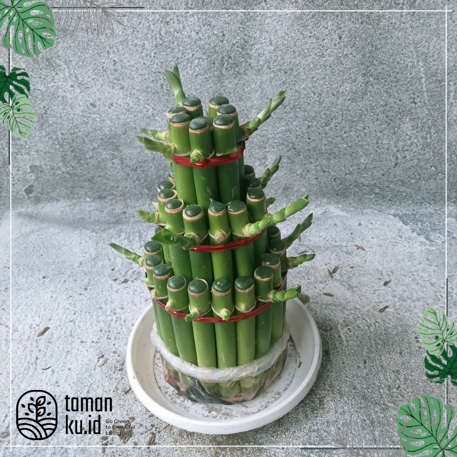 Jual Bambu Hoki Bambu Rejeki pohon keberuntungan bambu hoky 3 Tingkat ...