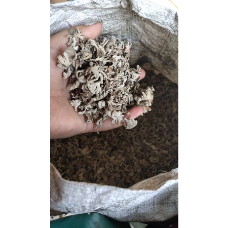 Jual jamur grigit 500gr | Shopee Indonesia