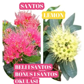 Jual bunga santos lemon Harga Terbaik & Termurah Januari 2025 | Shopee ...