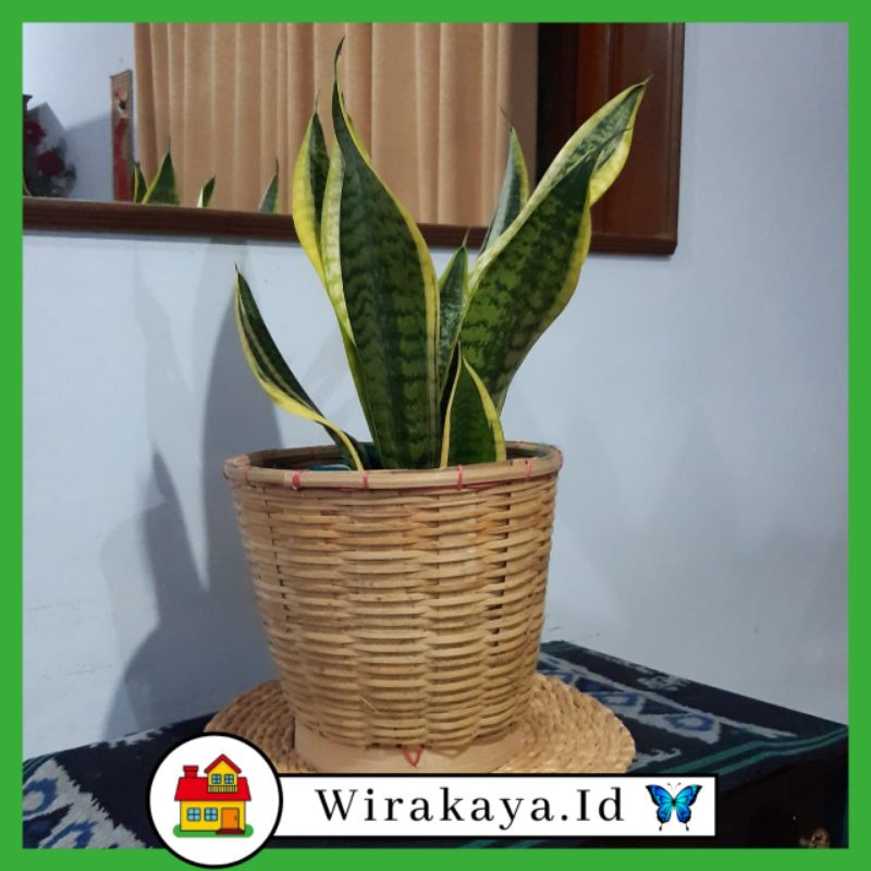 Jual KERANJANG BAMBU Parsel Cover Pot Tempat Sampah Bambu | Shopee ...