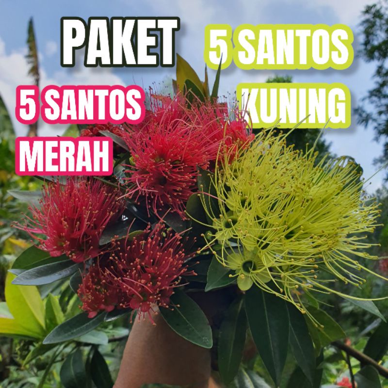 Jual Paket Santos Lemon Kuning dan Santos Lemon Merah | Shopee Indonesia