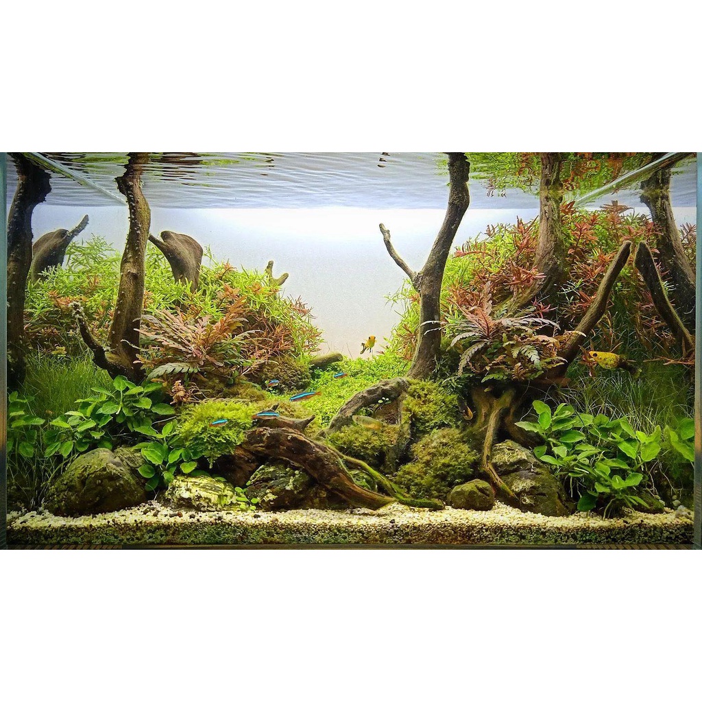Jual Nickz aquascape natural moss 60 cm fullset | Shopee Indonesia