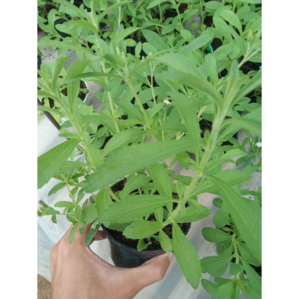 Jual Bibit pohon stevia_tanaman pengganti gula/tanaman daun manis ...
