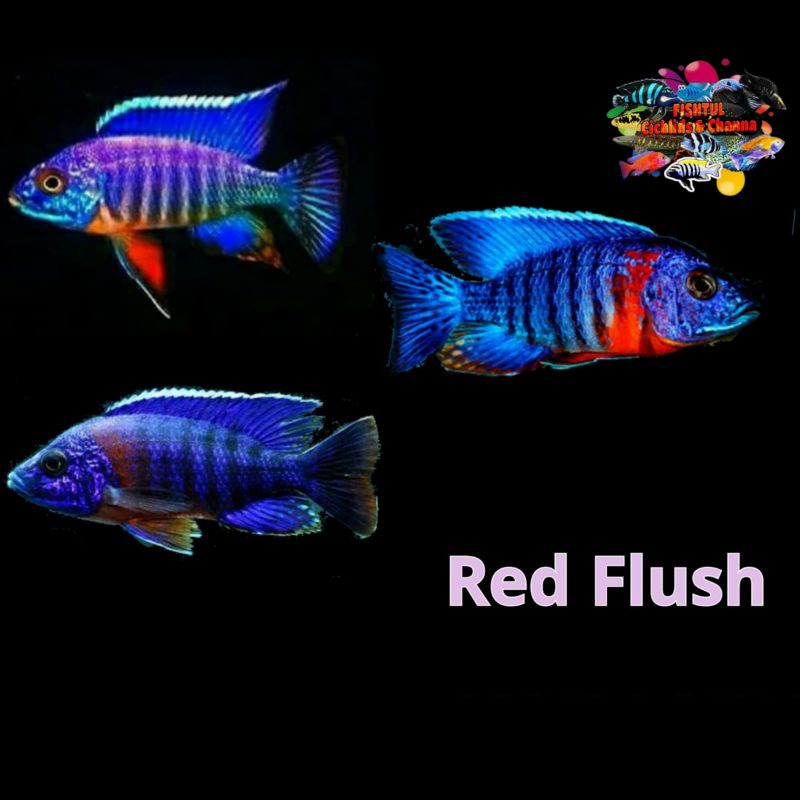 Jual Cichlid Red Flush | Shopee Indonesia