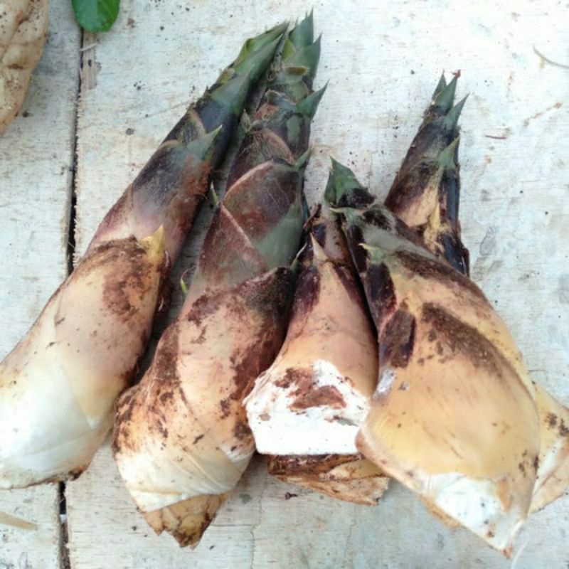 Jual Rebung bambu sayuran segar 1 kg | Shopee Indonesia