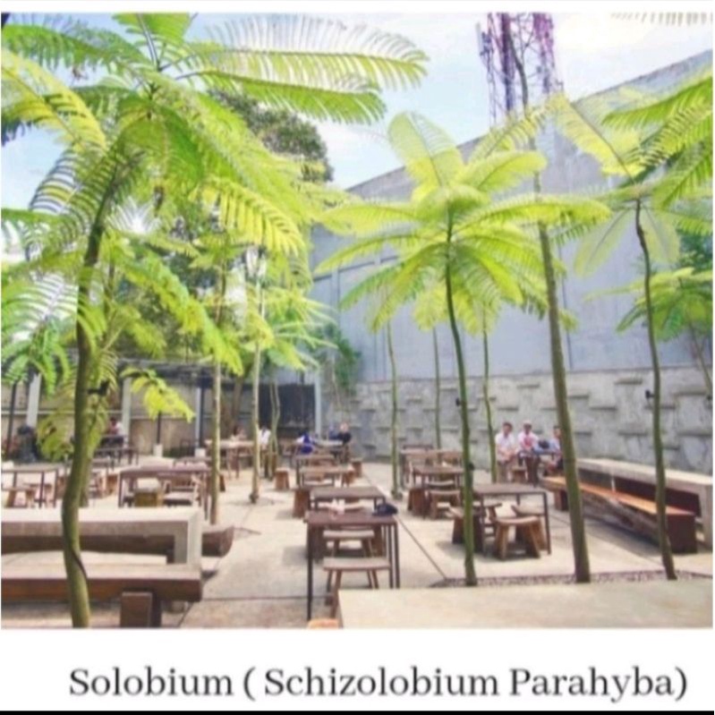 Jual Tanaman pakis brazil solobium - bibit pakis brazil solobium tinggi ...