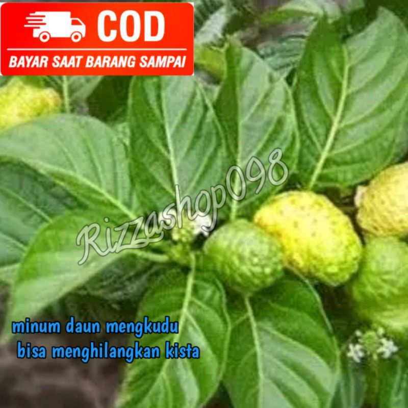 Jual DAUN MENGKUDU/DAUN PACE SEGAR KEMASAN 40 LEMBAR | Shopee Indonesia