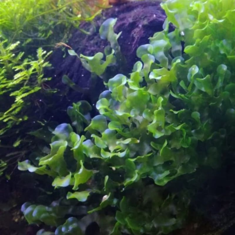 Jual Pelia Moss | Lumut Wabikusa | Aquatic Plants Aquascape Rumput Air ...