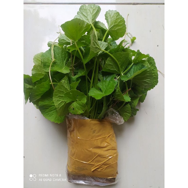 Jual Daun pegagan siap tanam / bibit pegagan atau antanan / bibit ...