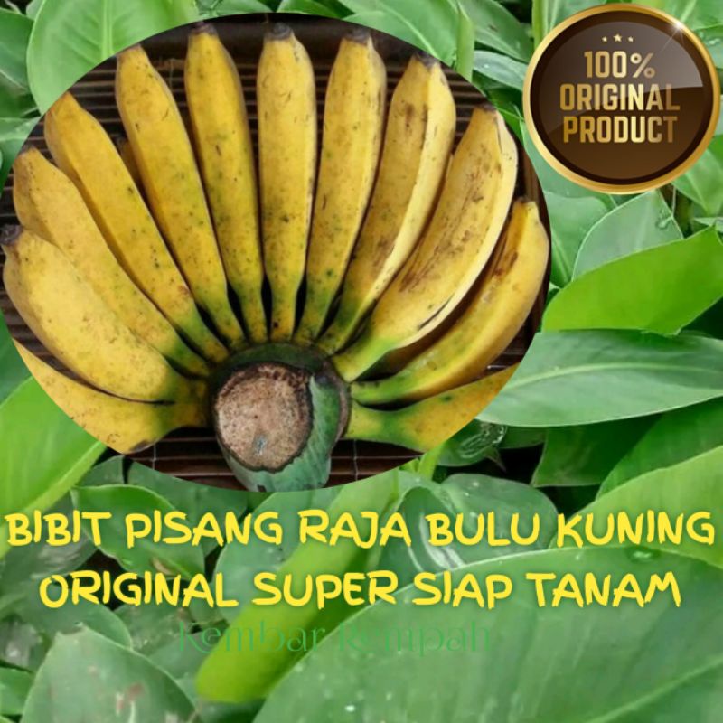 Jual BIBIT TANAMAN PISANG RAJA BULU KUNING SIAP TANAM | Shopee Indonesia