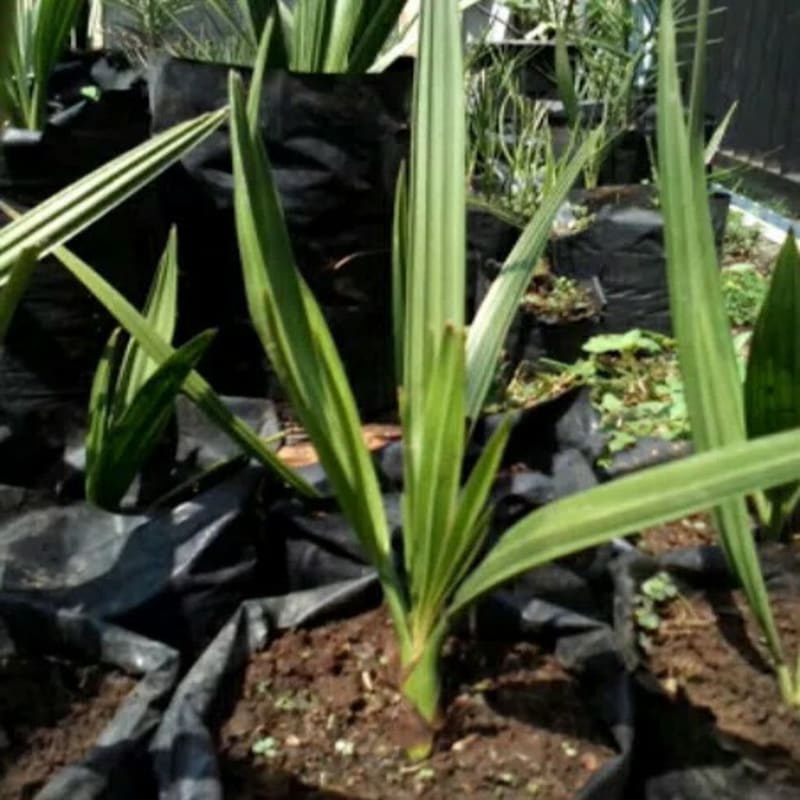 Jual Bibit Tanaman Buah Kurma Ajwa / Kurma Nabi + Pot dan Tanah ...