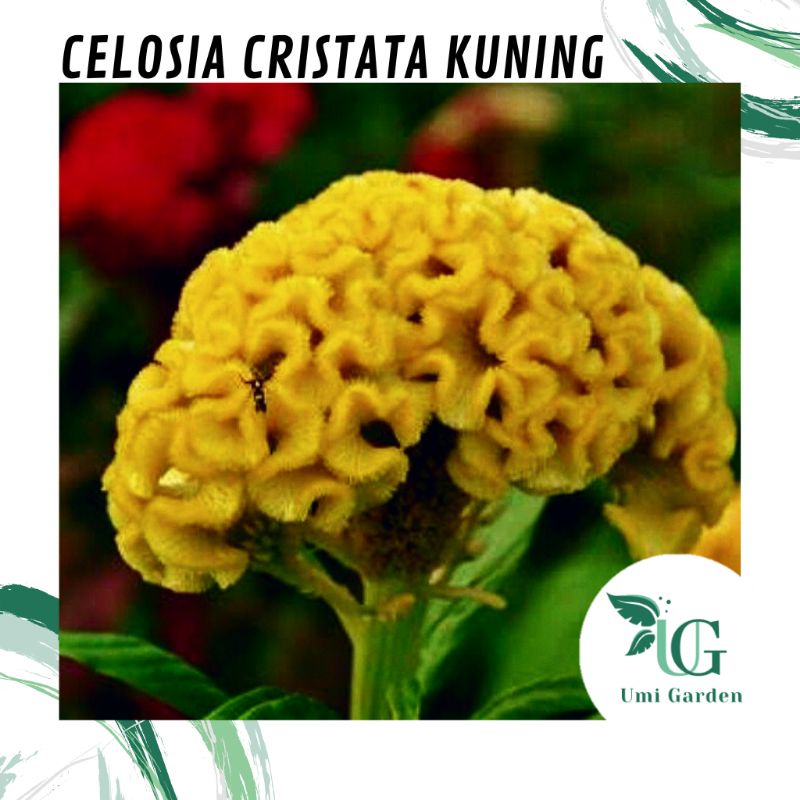 Jual 10 Biji Benih Bunga Jengger Ayam Celosia Cristata Koral Kuning ...