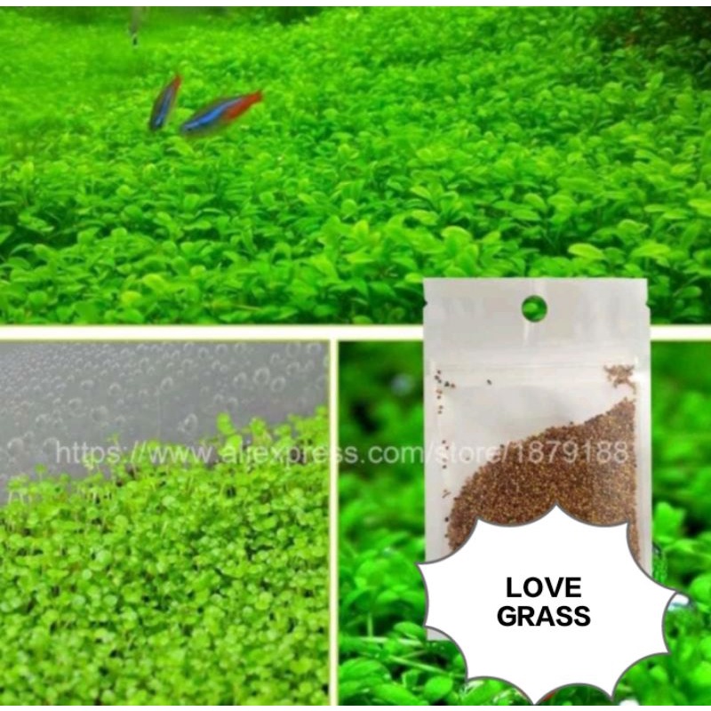 Jual bibit benih rumput tanaman aquascape akuarium carpet seed 10gr ...