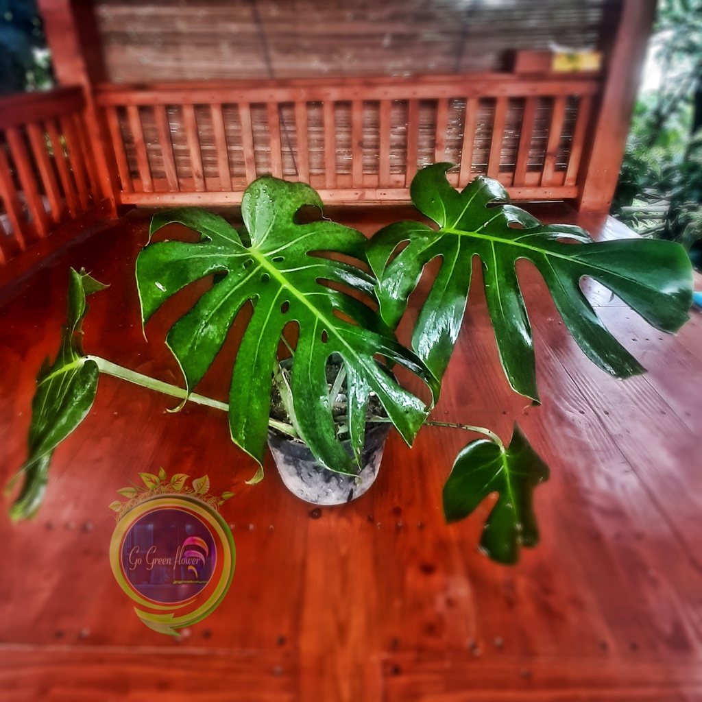 Jual MONSTERA KING tanaman hias monstera king deliciosa andansoni ...