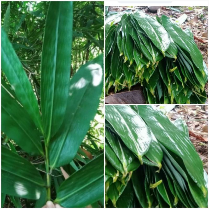 Jual Daun bambu bakcang segar jumbo 8-10 cm | Shopee Indonesia
