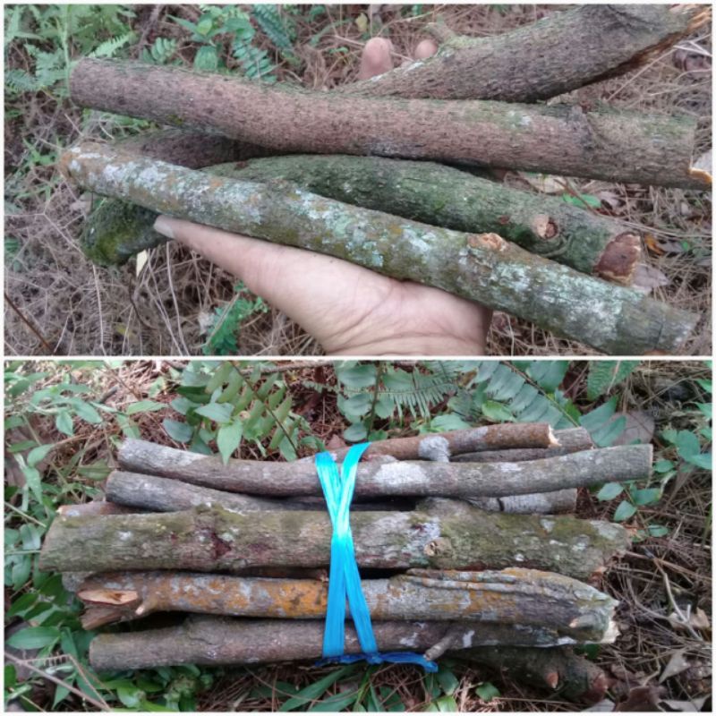 Jual Kayu bakar api unggun jenis ranting pinus per 25 batang | Shopee ...