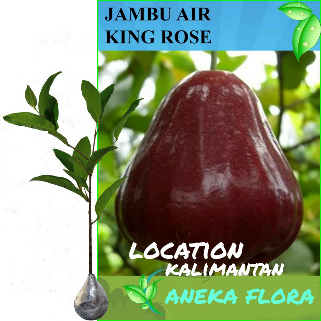 Jual bibit jambu air king rose (70-90cm) BELI 5 BONUS 1 | Shopee Indonesia