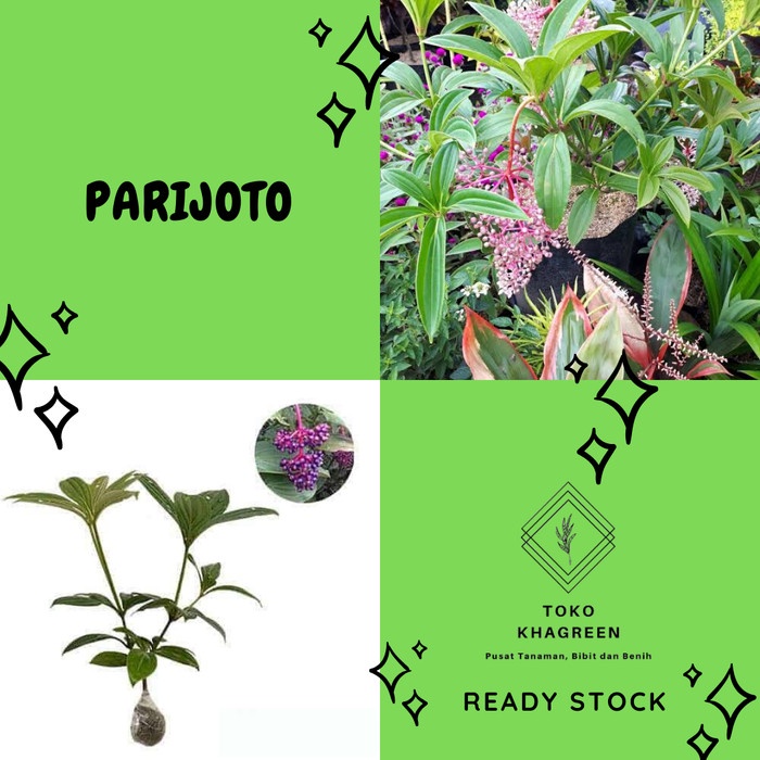 Jual Bibit Pohon Buah Parijoto - Tanaman Parijoto - Tanaman Herbal GG22 ...