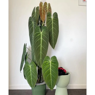 Jual Philodendron Terlengkap & Harga Terbaru Juni 2024 | Shopee Indonesia