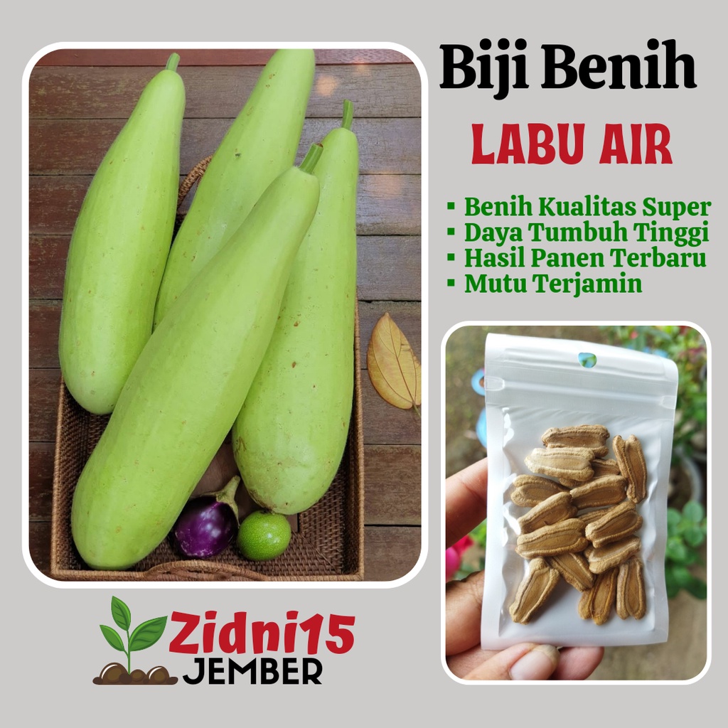 Jual 10 biji Labu Air BLONCENG Sayuran labu | Shopee Indonesia