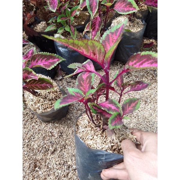 Jual Tanaman Hias Miana Batik Sudah Berakar/ Tanaman Miyana Corak Batik ...