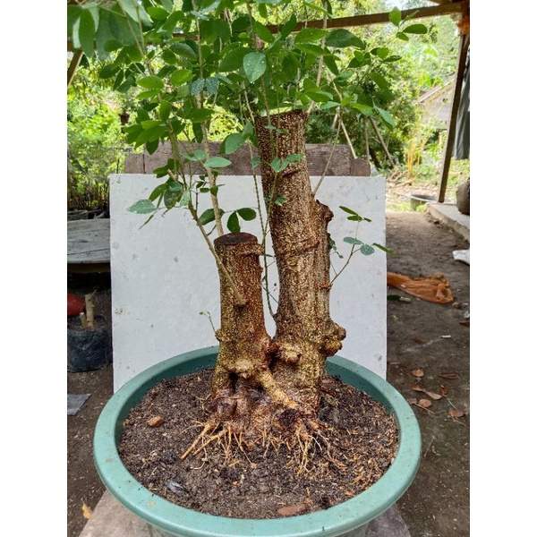 Jual Bahan bonsai Asem londo / Asem Belanda jumbo twin realpic | Shopee ...