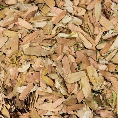 Jual JAMU DAUN ASAM JAWA KERING /DAUN ASAM JAWA (TAMARINDUS INDICA) 1 ...