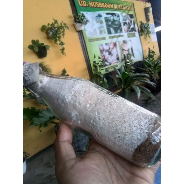 Jual bibit F2 jamur tiram putih/coklat kemasan botol | Shopee Indonesia