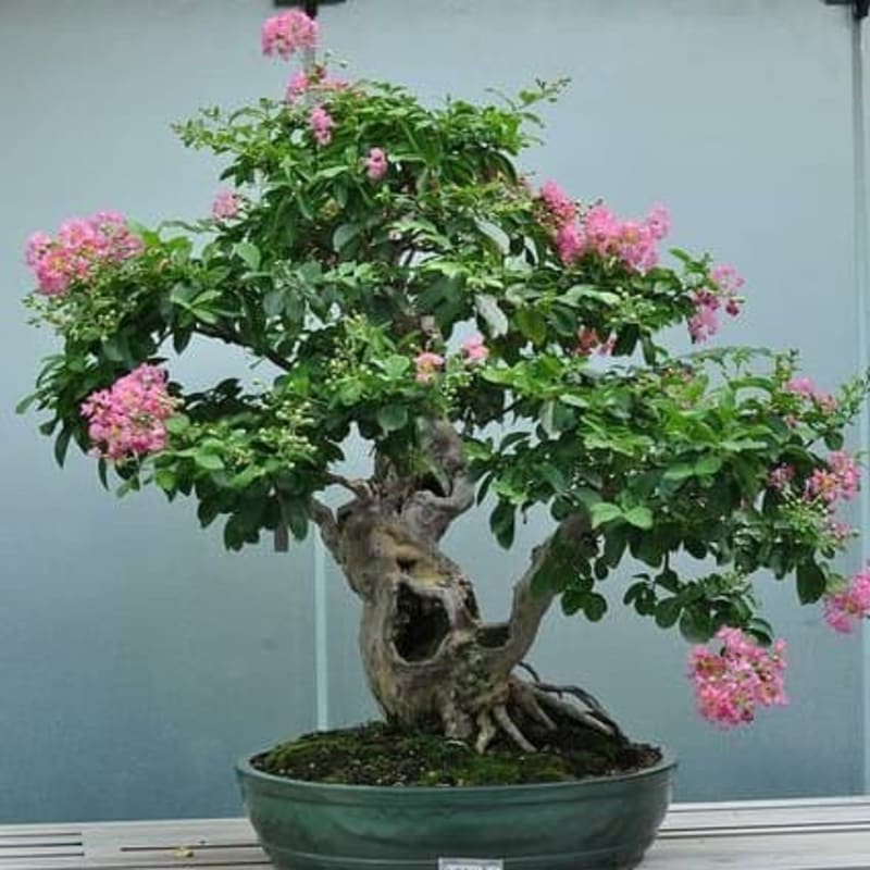 Jual Bibit Tanaman Hias - Pohon Bunga Sakura Crape Myrtle (Bakalan ...