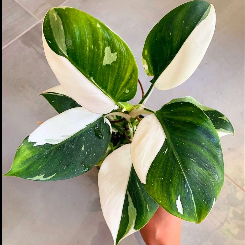 Jual Tanaman Hias Philo White Wizzard/ Philodendron White Wizzard ...