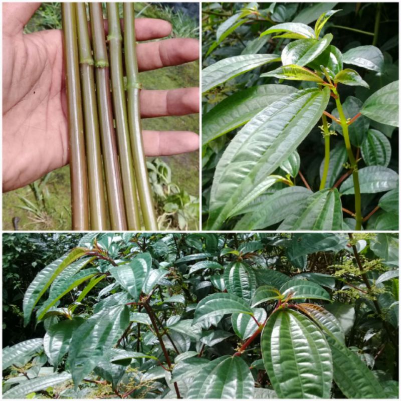 Jual Bibit stek batang pohpohan gunung | Shopee Indonesia