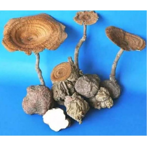 Jual Jamur Susu Harimau / Lignosus Rhinoceros / Cendawan Susu Harimau ...