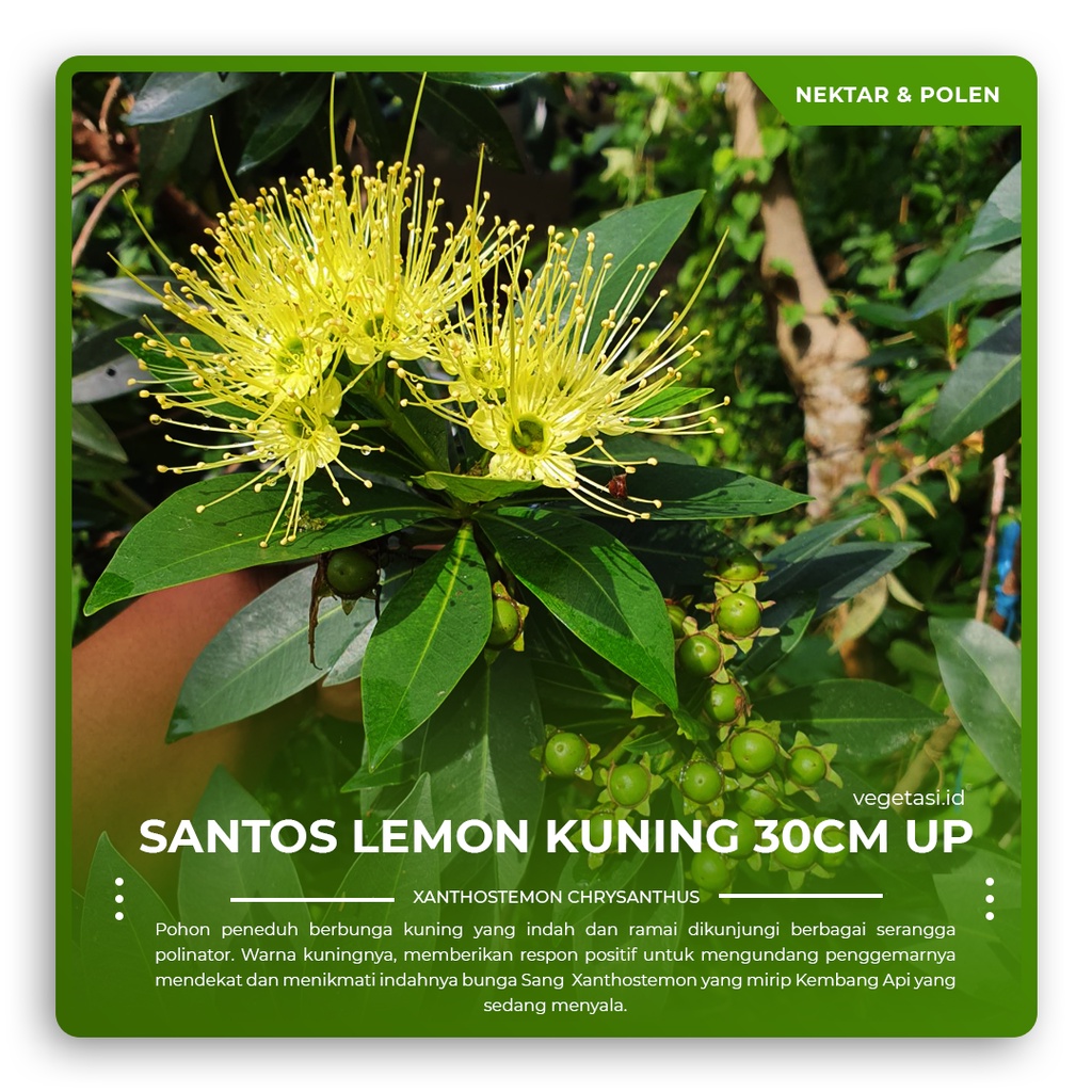 Jual Santos Lemon Kuning Tinggi 30cm Up tanaman pakan lebah klanceng ...
