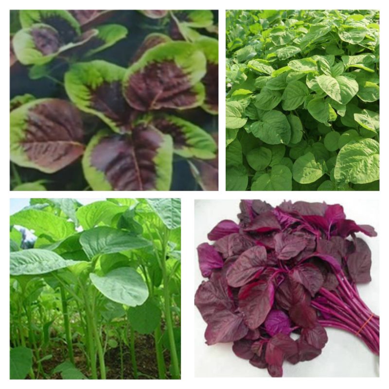 Jual 5 jenis Bayam (merah, tiwi, cabut, potong), brazil) | Shopee Indonesia