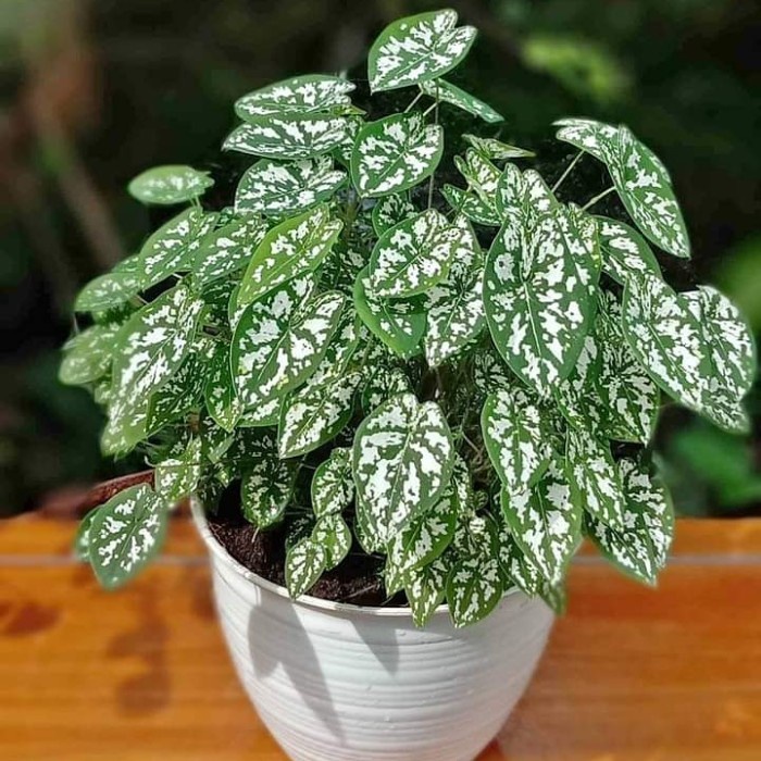 Jual Tanaman hias Caladium Liliput Humboldtii / Keladi Mutiara murah ...