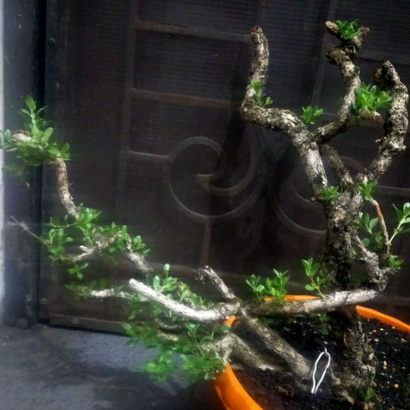 Jual bahan bonsai Santigi | Shopee Indonesia