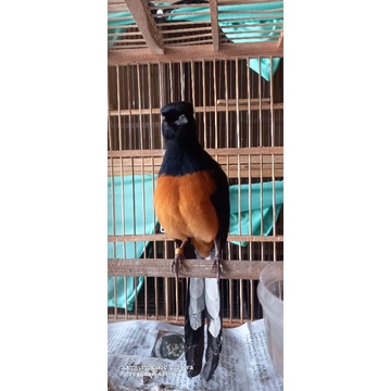 Jual MURAI JANTAN GACORAN MAPAN FULLSET | Shopee Indonesia